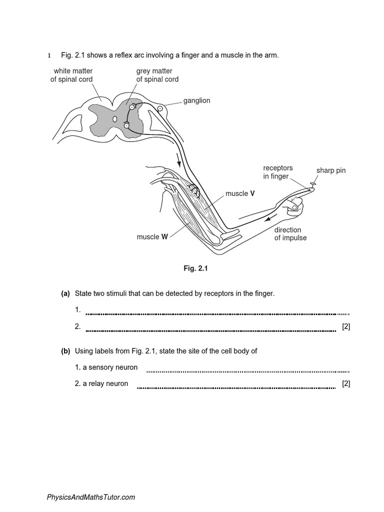 Coordination & Response 5 QP | PDF | Hormone | Insulin