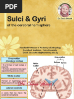 Brain Parts & Mnemonics Guide | PDF | Cerebral Hemisphere | Cerebral Cortex