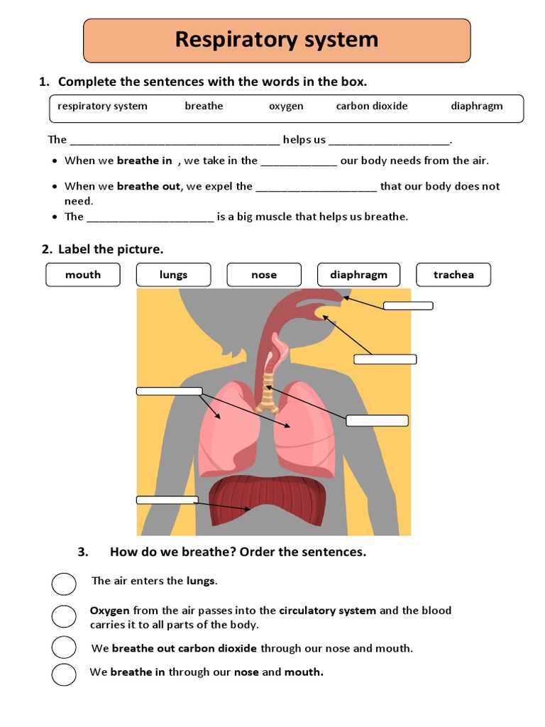 RESPIRATORY System Activity Sheet | PDF