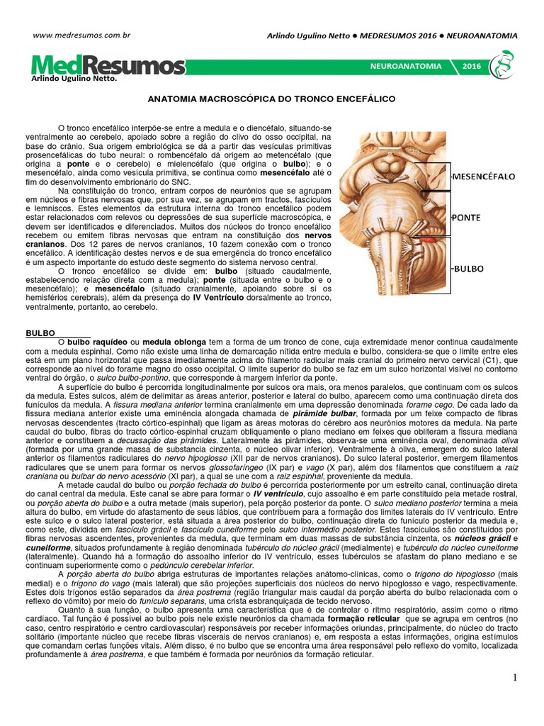 Anatomia Macroscópica Do Tronco Encefálico Pdf Cerebelo Neurociência