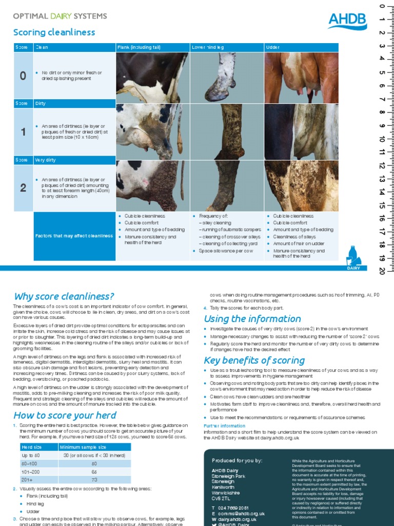 Cleanliness Scorecard Optimal Dairy Systems Pdf Cattle Dairy