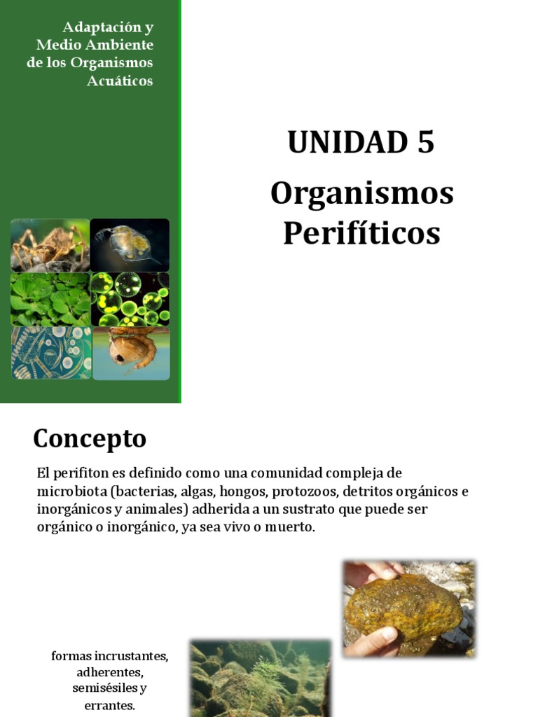 Unidad 5 Adaptaciones Perifiton | PDF | Agua | Nutrientes