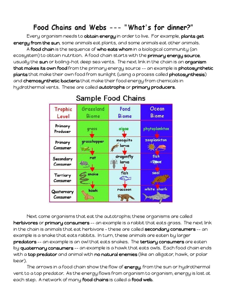 Food Chains and Webs Worksheets | PDF | Food Web | Herbivore