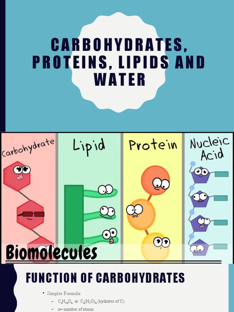 Lesson 2 - Water, Carbohydrates | PDF | Carbohydrates | Lipid