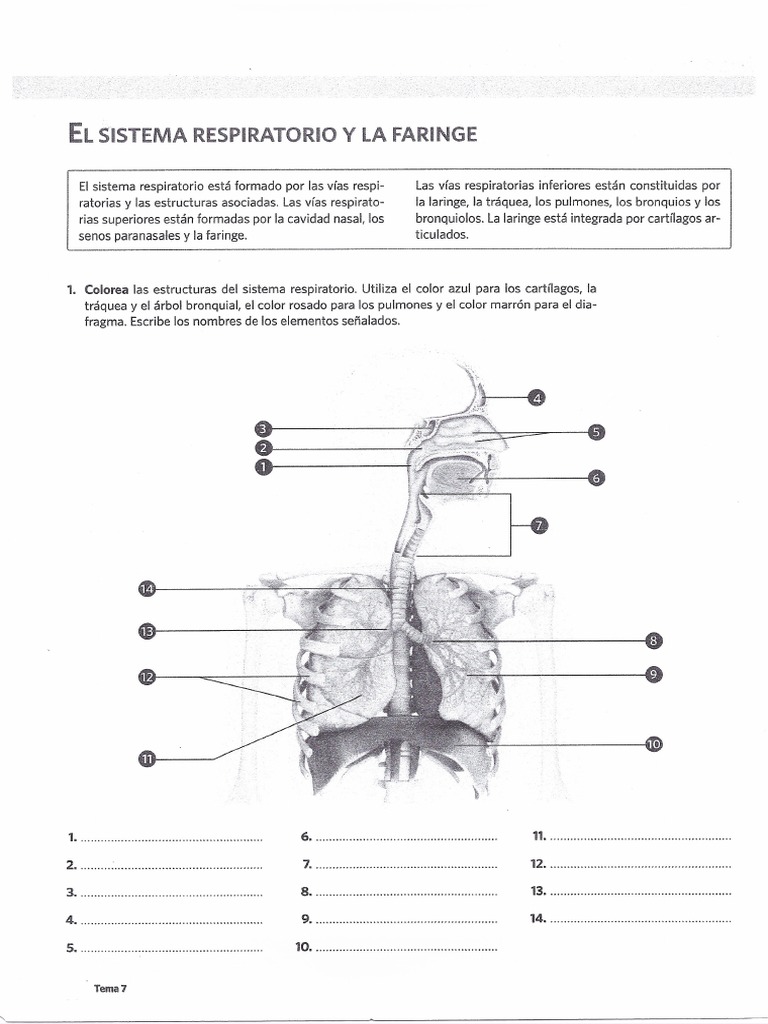 Sistema Respiratorio. Actividades para Rellenar | PDF