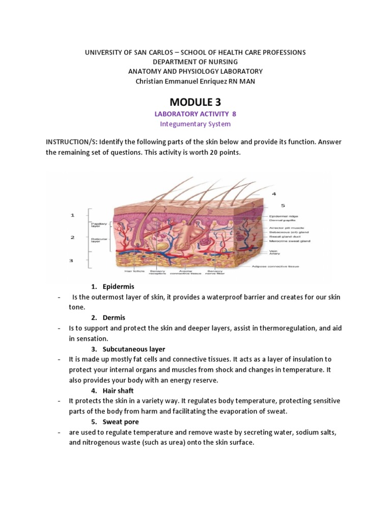 Laboratory Activity 8: Integumentary System | PDF | Wellness