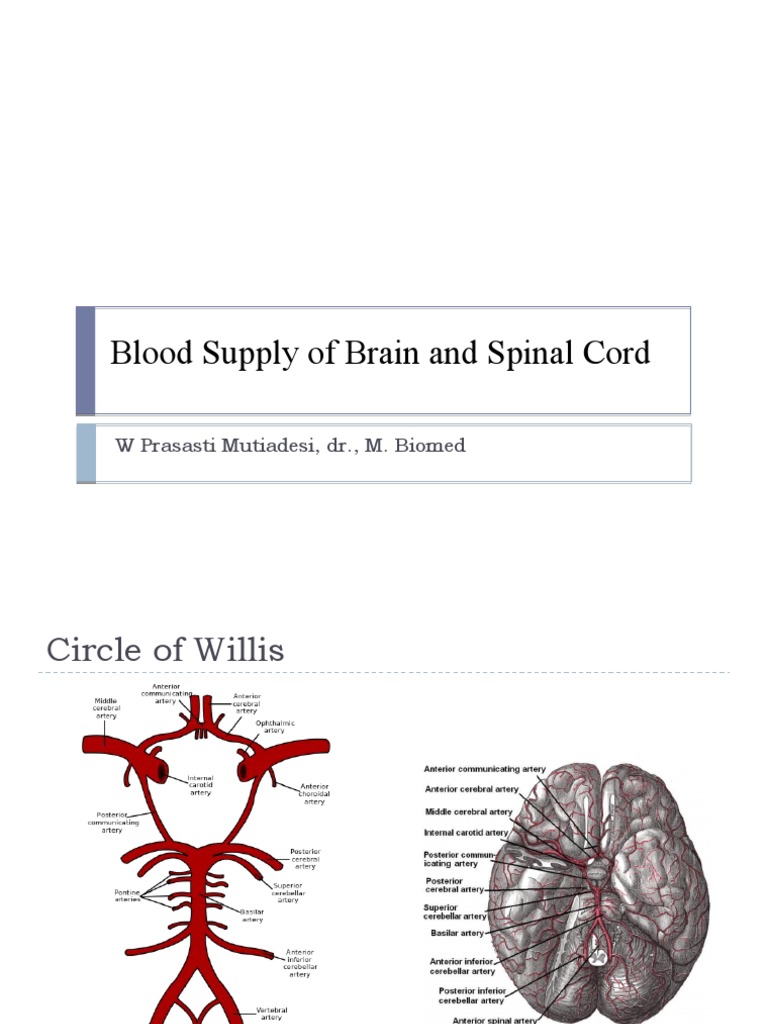 Brain Vascularization | PDF | Spinal Cord | Common Carotid Artery