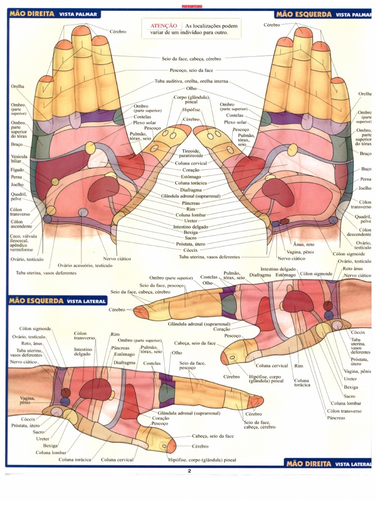Mapa Da Reflexologia Palmar | PDF