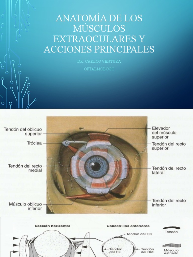 Anatomía de Los Músculos Extraoculares y Acciones Principales | PDF