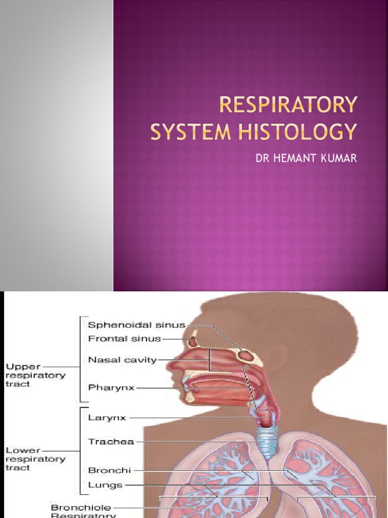 Respiratory System Histology Pdf Respiratory Tract Epithelium