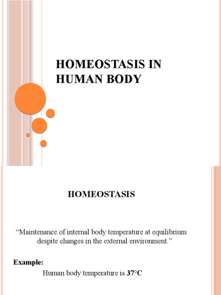Homeostasis in Human Body | PDF