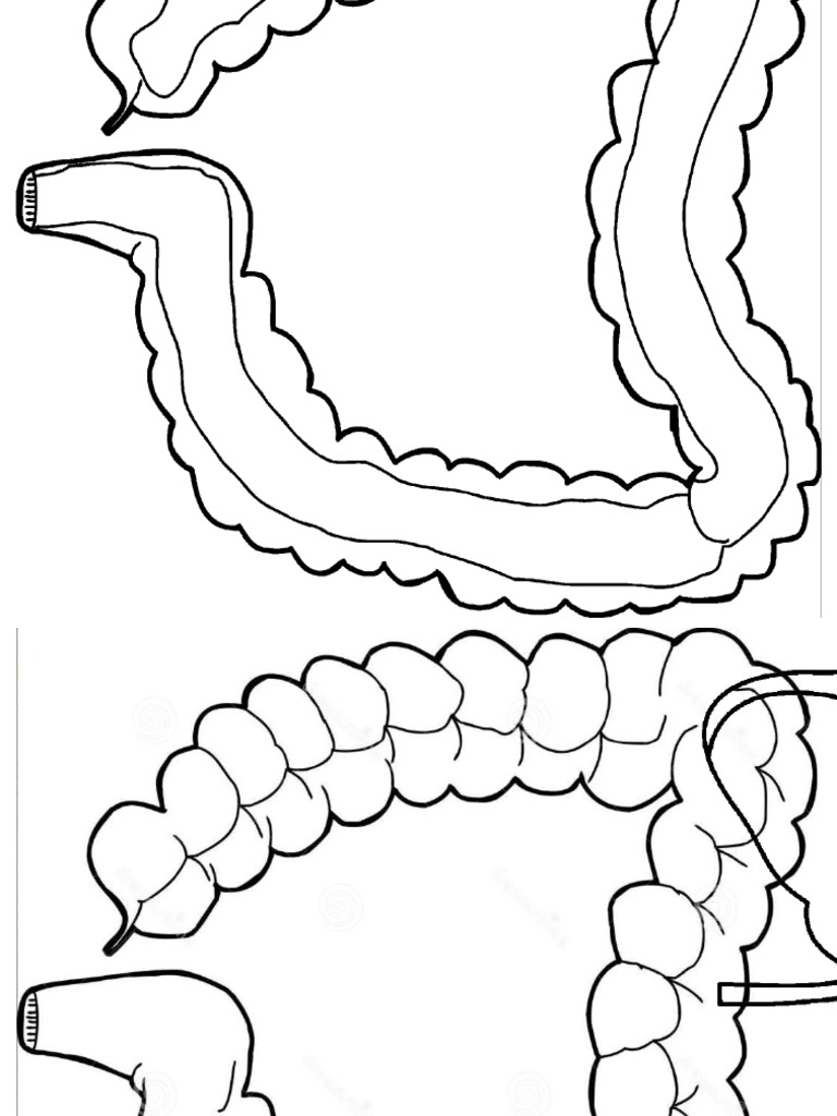 Digestive System Printable Cutouts