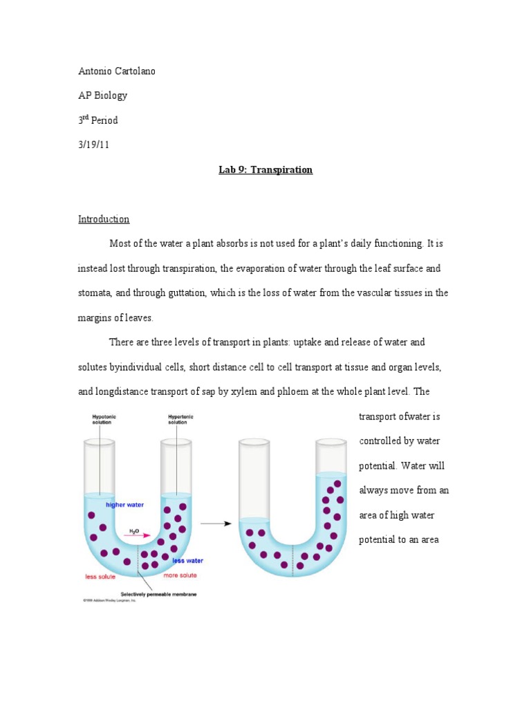 Transpiration Lab 9 | PDF | Leaf | Plant Stem