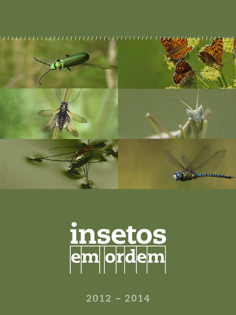 Insetos em Ordem | PDF | Insetos | Zoologia