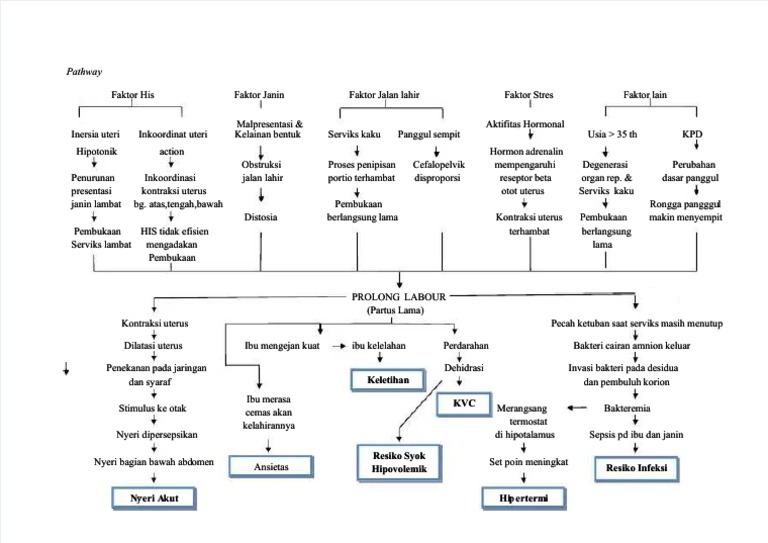 Pathway Partus Lama | PDF
