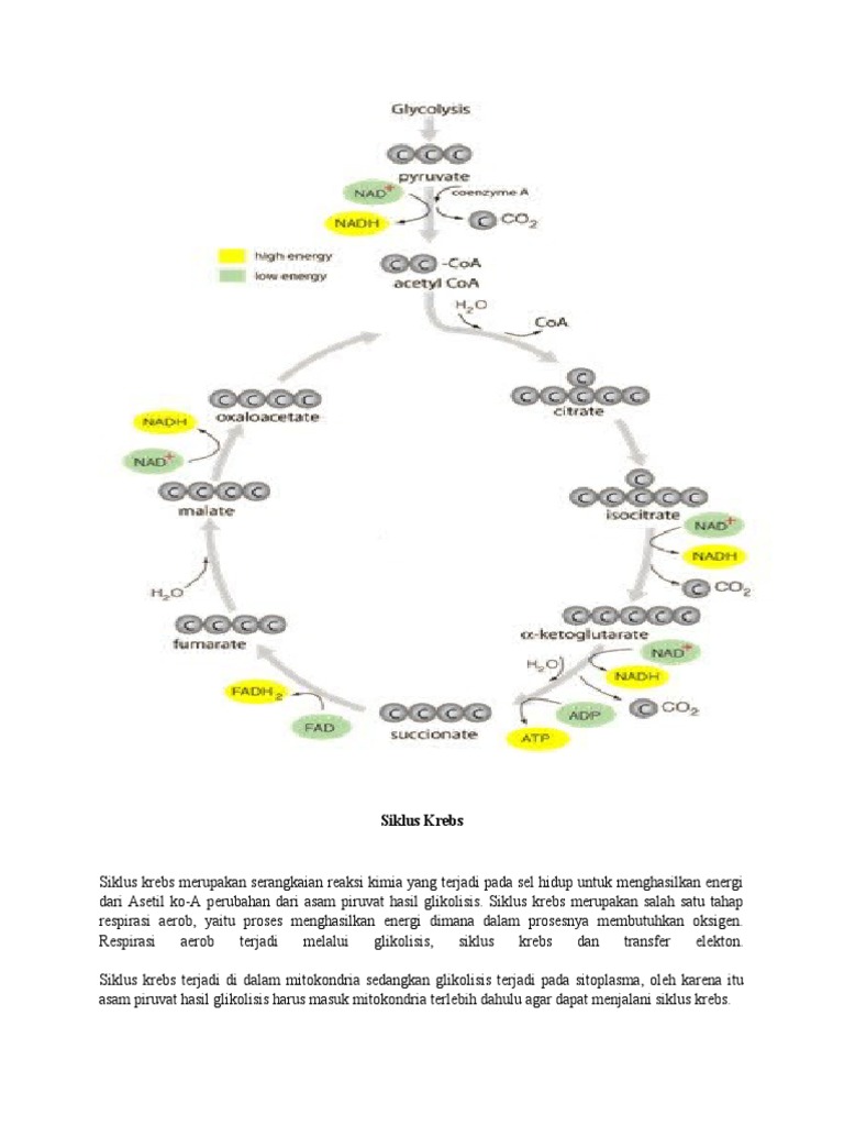 Siklus Krebs | PDF