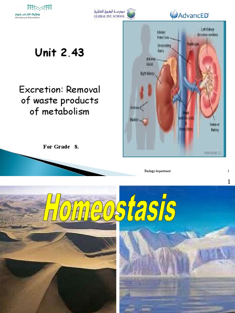 Unit 2.43: Excretion: Removal of Waste Products of Metabolism | PDF ...