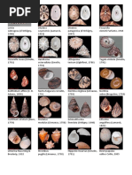 Insect Collection Labeling Guide | PDF | Typefaces | Insects