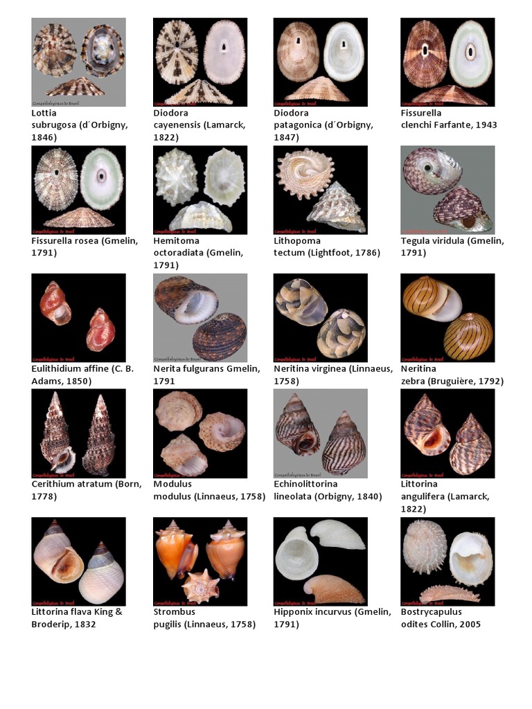 A Comprehensive List of Marine Gastropod and Bivalve Molluscs Found ...