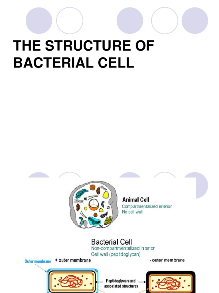 The Structure of Bacterial Cell | PDF | Cell (Biology) | Cell Membrane