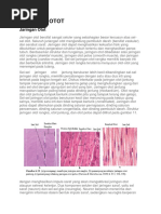 Laporan Praktikum Histologi Jaringan Dasar, Jaringan Epitel Dan Jaringan Ikat | PDF | Sains ...