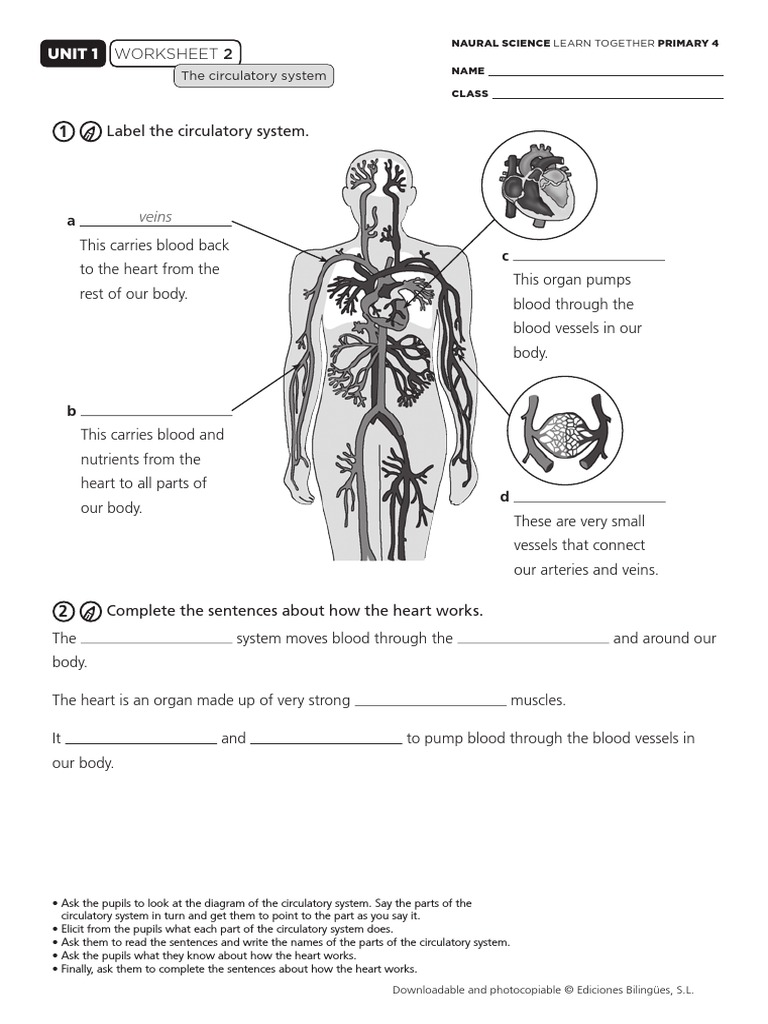 02.worksheet-2 U1 | PDF | Circulatory System | Blood Vessel