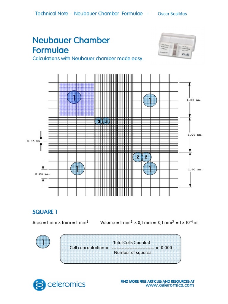Neubauer Chamber Cell Concentration | PDF