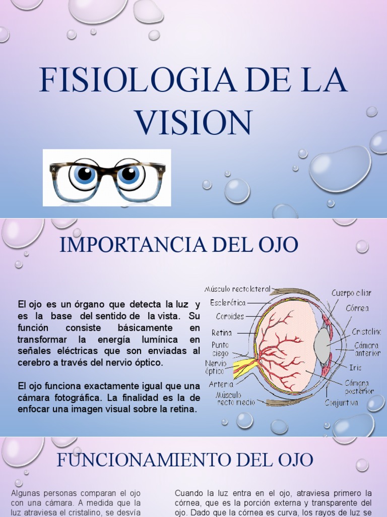 Fisiología del Ojo y la Visión | PDF | Ojo humano | Percepción visual