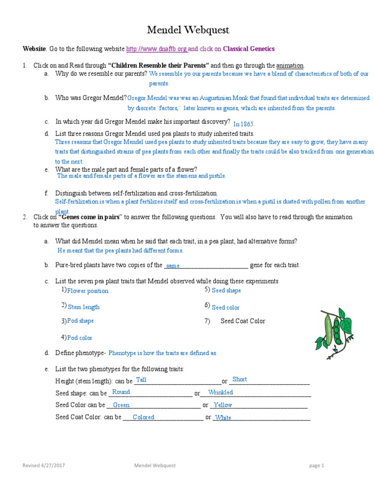 Kami Export - Mendel Webquest SHORT KEY | PDF | Dominance (Genetics ...