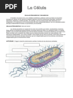 Disección del Muslo de Pollo: Anatomía y Función | PDF | Articulación ...