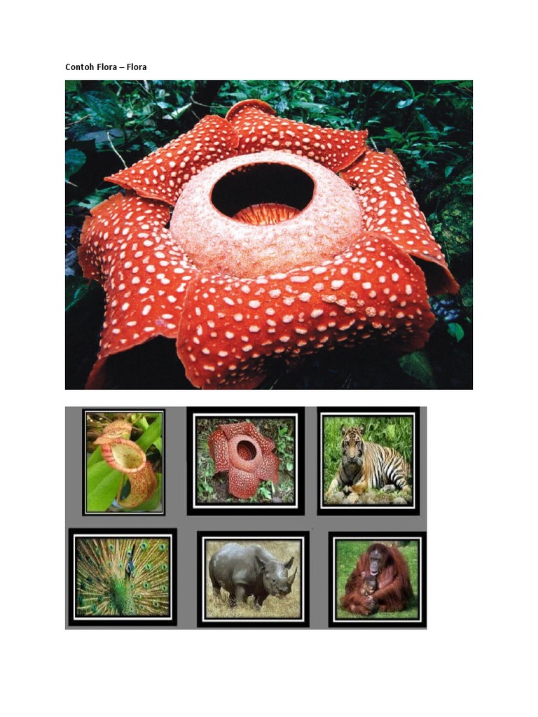 Contoh Tanaman Flora | PDF