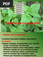 Tejido Conductor Vegetal | PDF | Fisiología de las plantas | Botánica