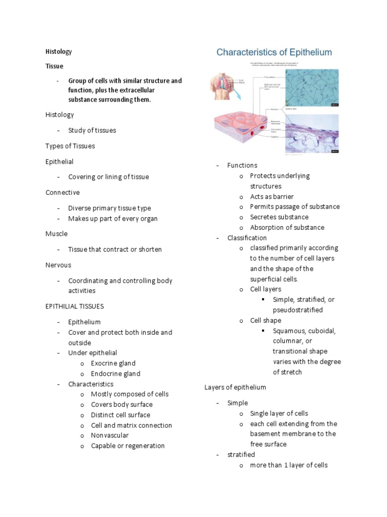 Histology | PDF | Epithelium | Connective Tissue