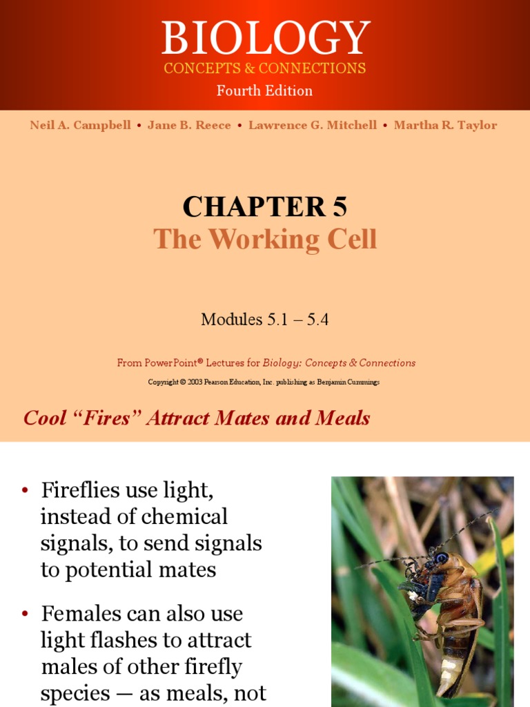 The Working Cell: Concepts & Connections | PDF | Cell Membrane | Osmosis