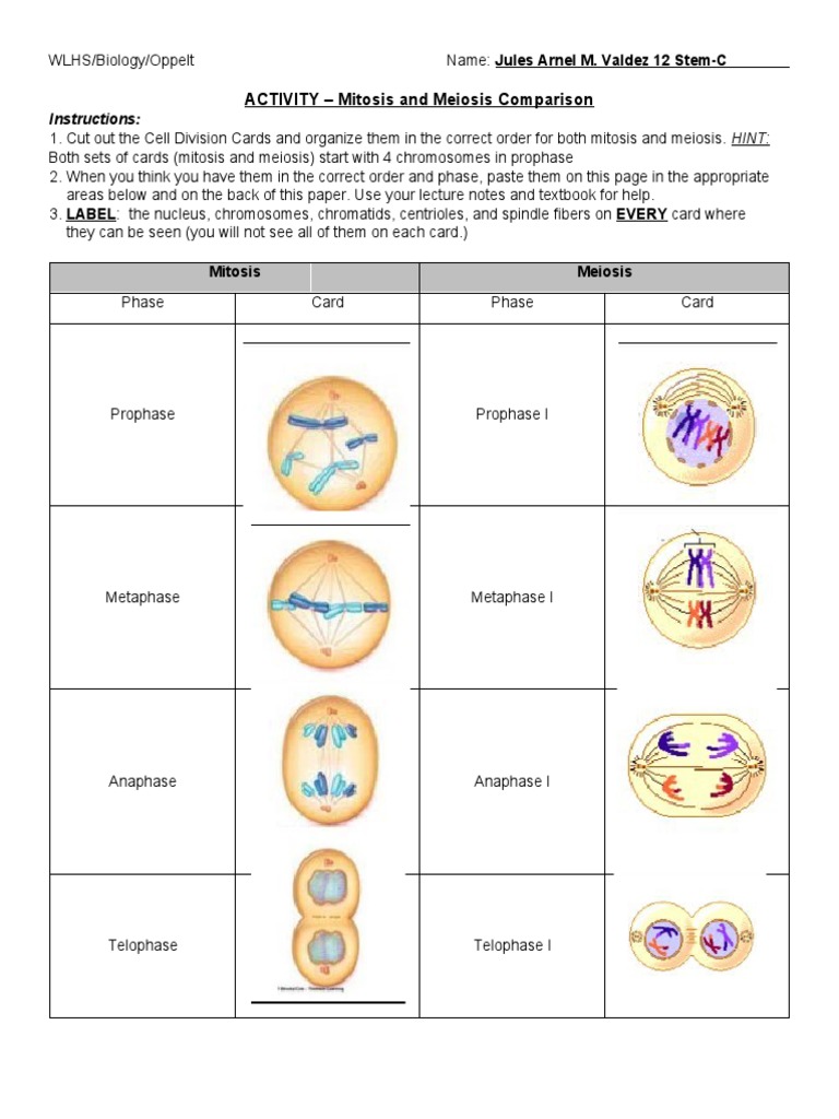 Cell Division Mitosis And Meiosis Worksheet