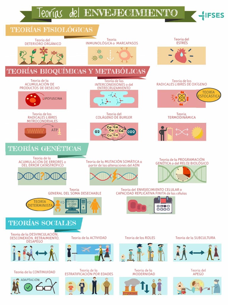 Teoría Del Envejecimiento | PDF | Envejecimiento | Biología