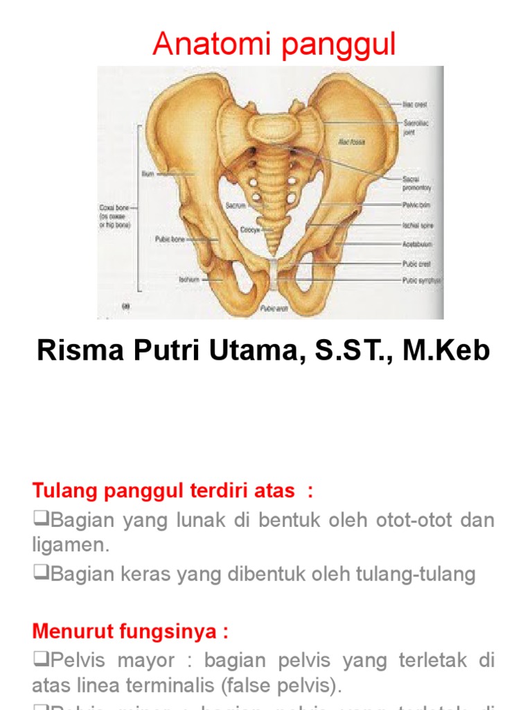 Anatomi Panggul | PDF