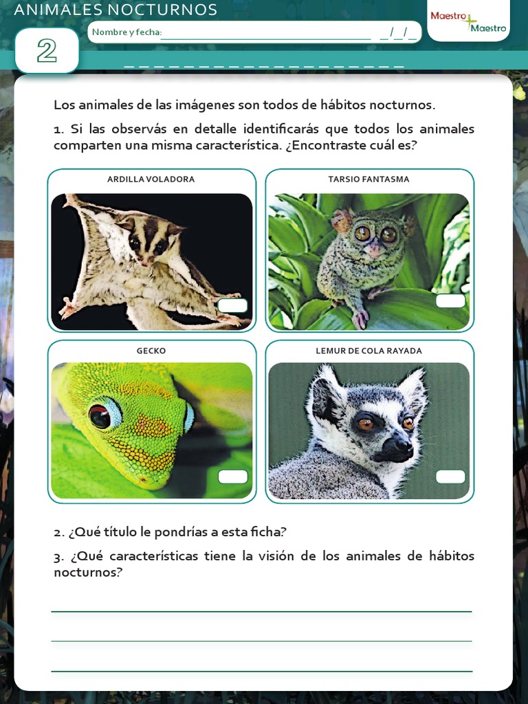 Animales Nocturnos. FICHA 2 | PDF