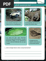 Animales Nocturnos. FICHA 1 | PDF