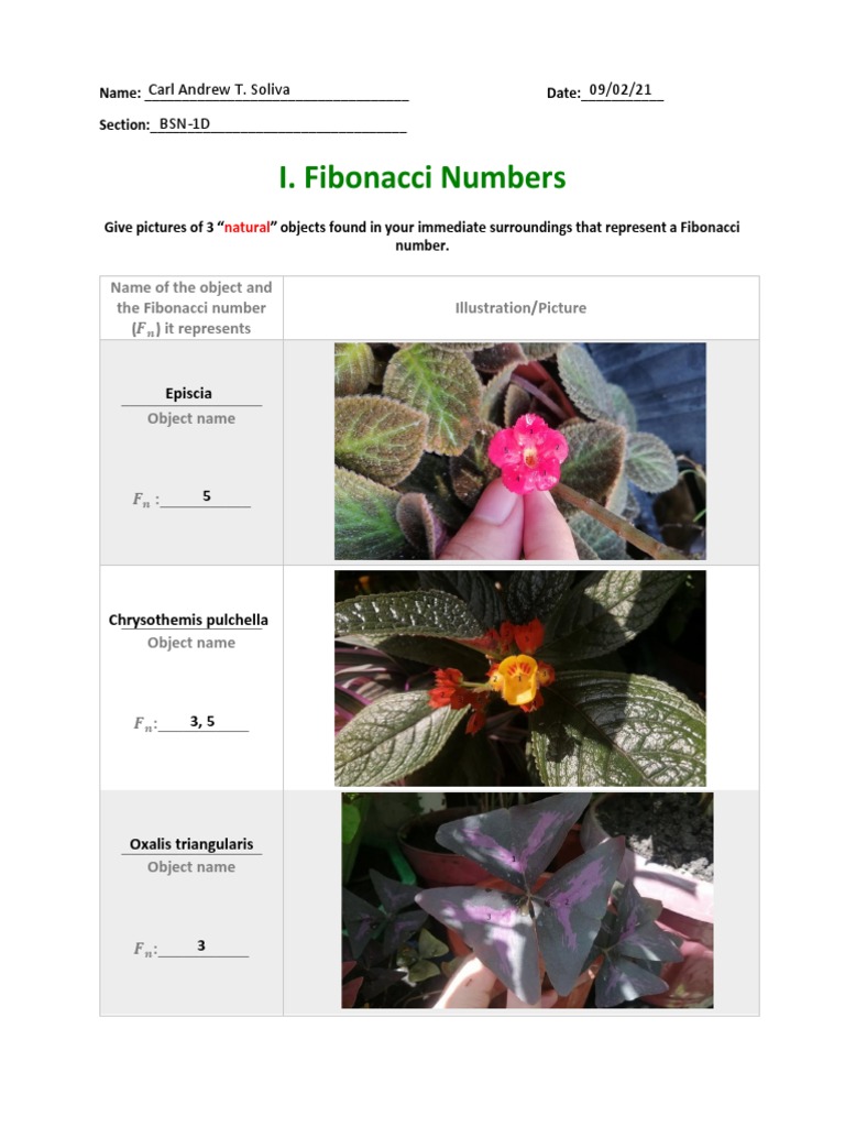 Golden Ratio Activity - Soliva | PDF | Mathematics | Beauty