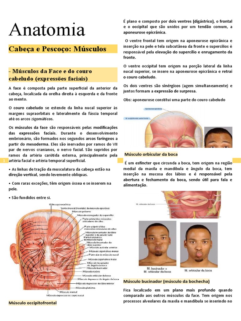 Cabeça e Pescoço-MUSCULOS | PDF | Rosto | Anatomia humana