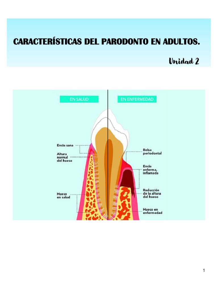 Caracteristicas Del Parodonto | PDF | Membrana mucosa | Epitelio