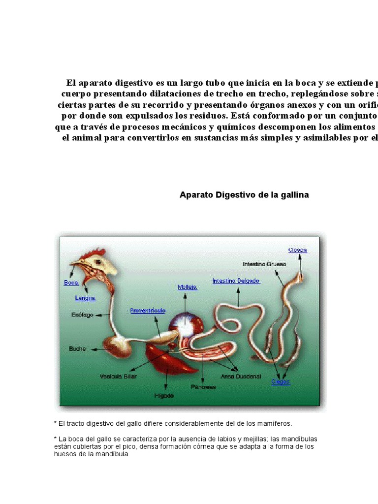 Aparato Digestivo de La Gallina 1 | PDF | Sistema digestivo humano ...