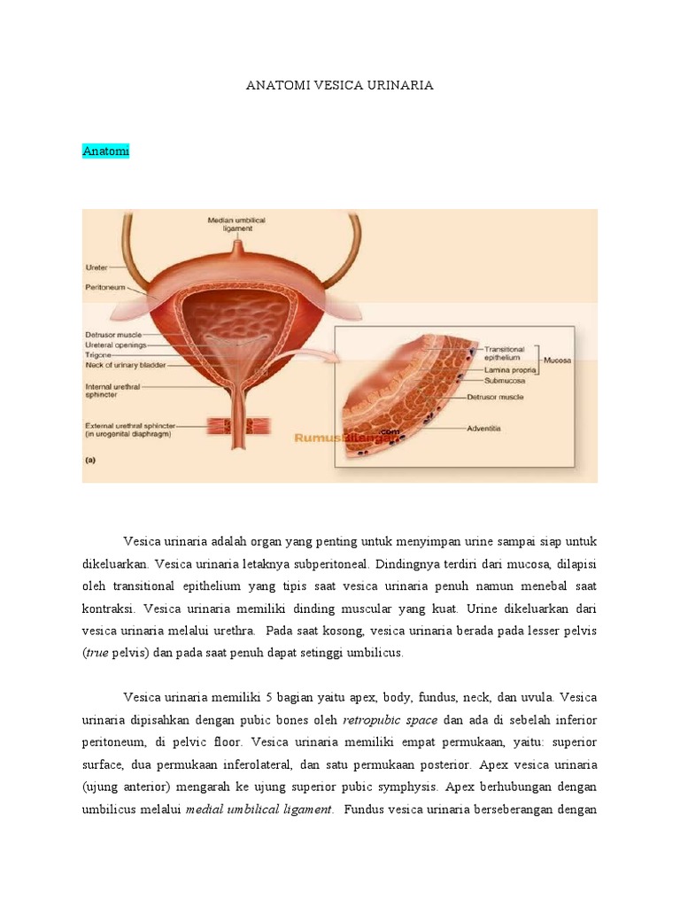 Anatomi Vesica Urinaria | PDF