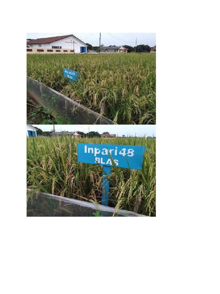 Padi Sawah Irigasi Berpotensi Tinggi | PDF