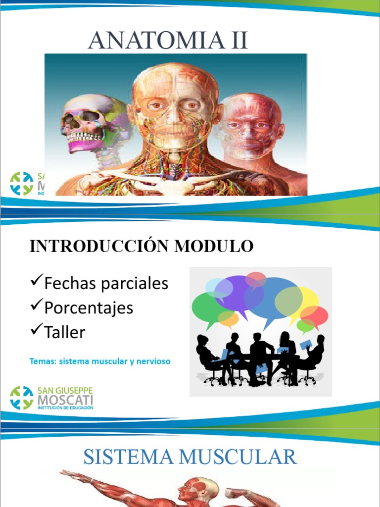 Clase Anatomia II | PDF | Músculo | Sistema nervioso