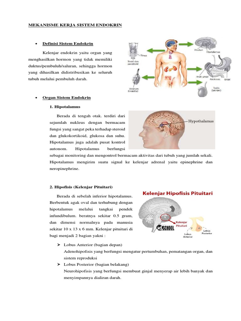 Mekanisme Kerja Sistem Endokrin | PDF