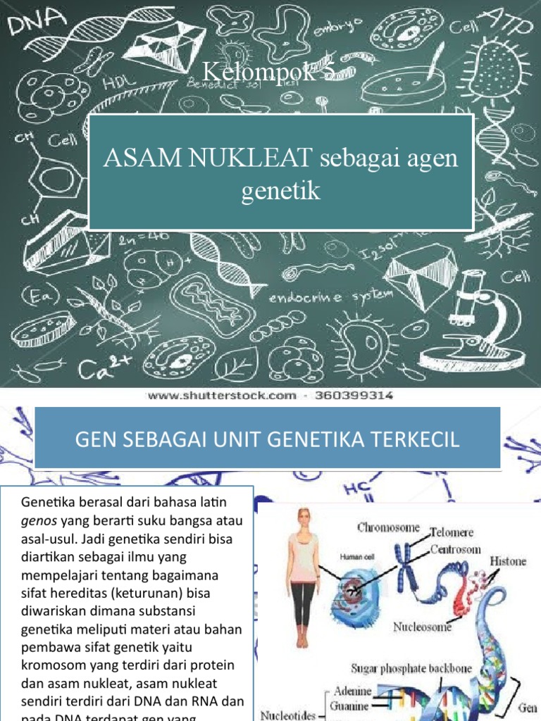 ASAM NUKLEAT Sebagai Agen Genetik | PDF | Kajian Bahasa Asing