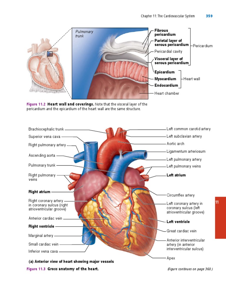 Cardiovascular System - Printable Pages - Marieb | PDF | Heart Valve | Heart