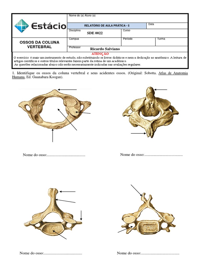 Aula Prática 5 - Ossos Da Coluna Vertebral | PDF | Coluna vertebral ...